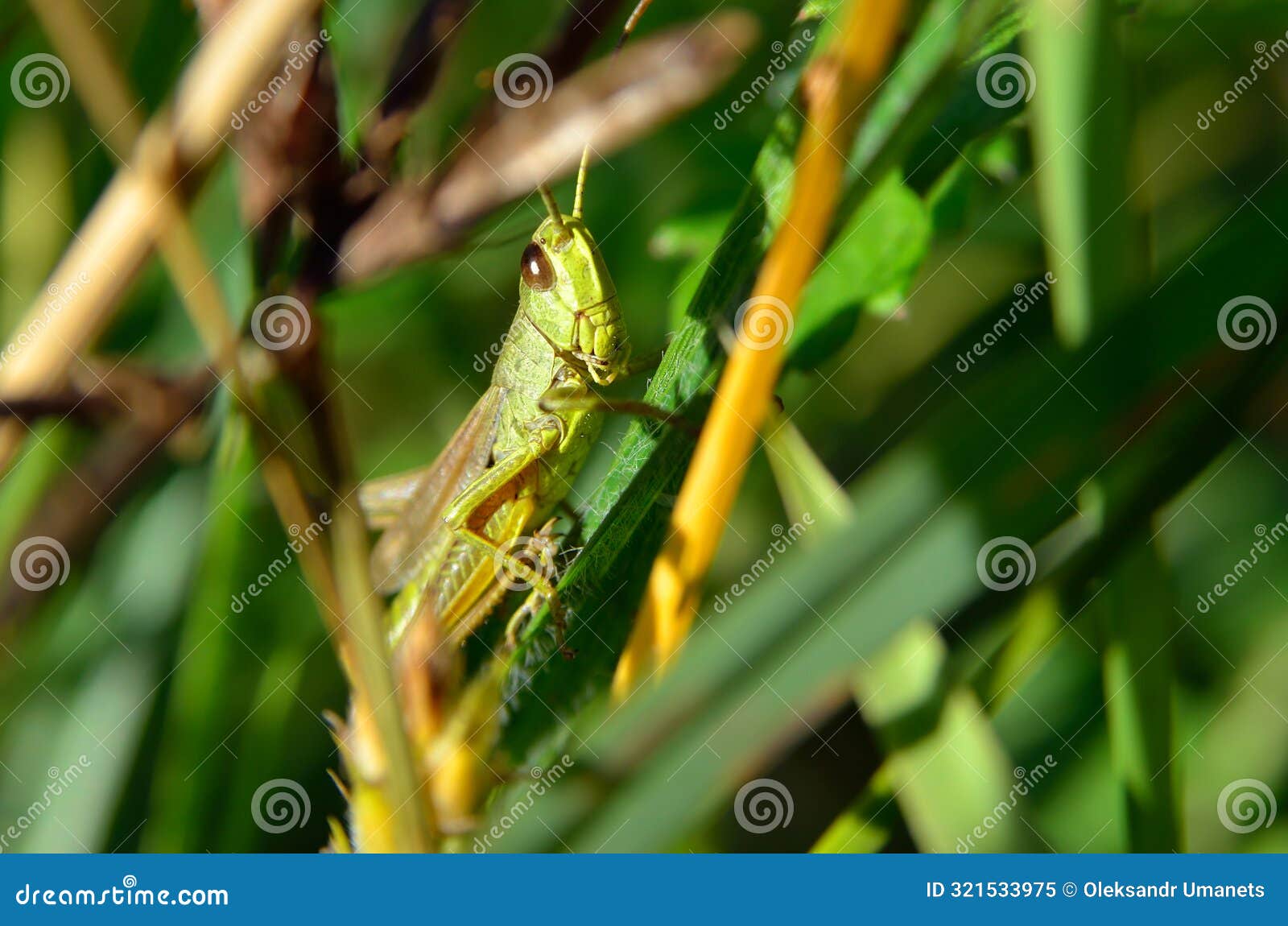 Grasshopper Sitting on a Stem of Green Grass Stock Image - Image of ...