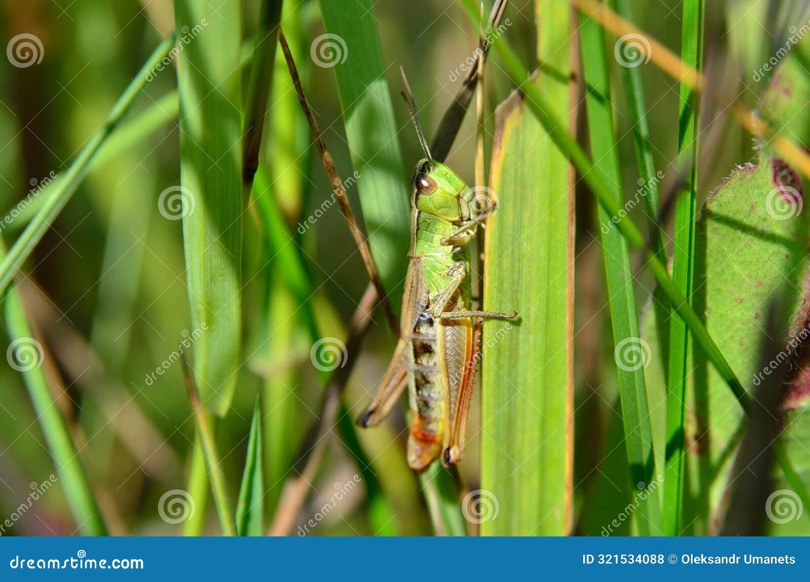 Grasshopper Sitting on a Stem of Green Grass Stock Photo - Image of ...