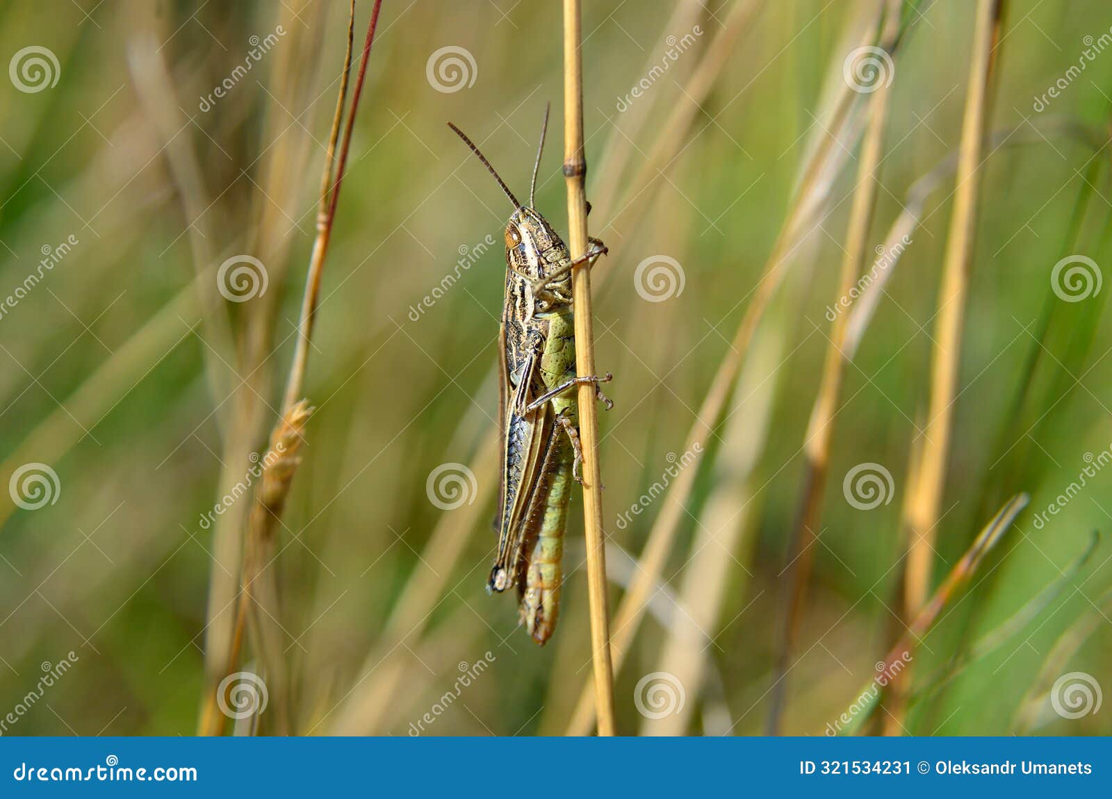 Grasshopper Sitting on a Stem of Green Grass Stock Image - Image of ...
