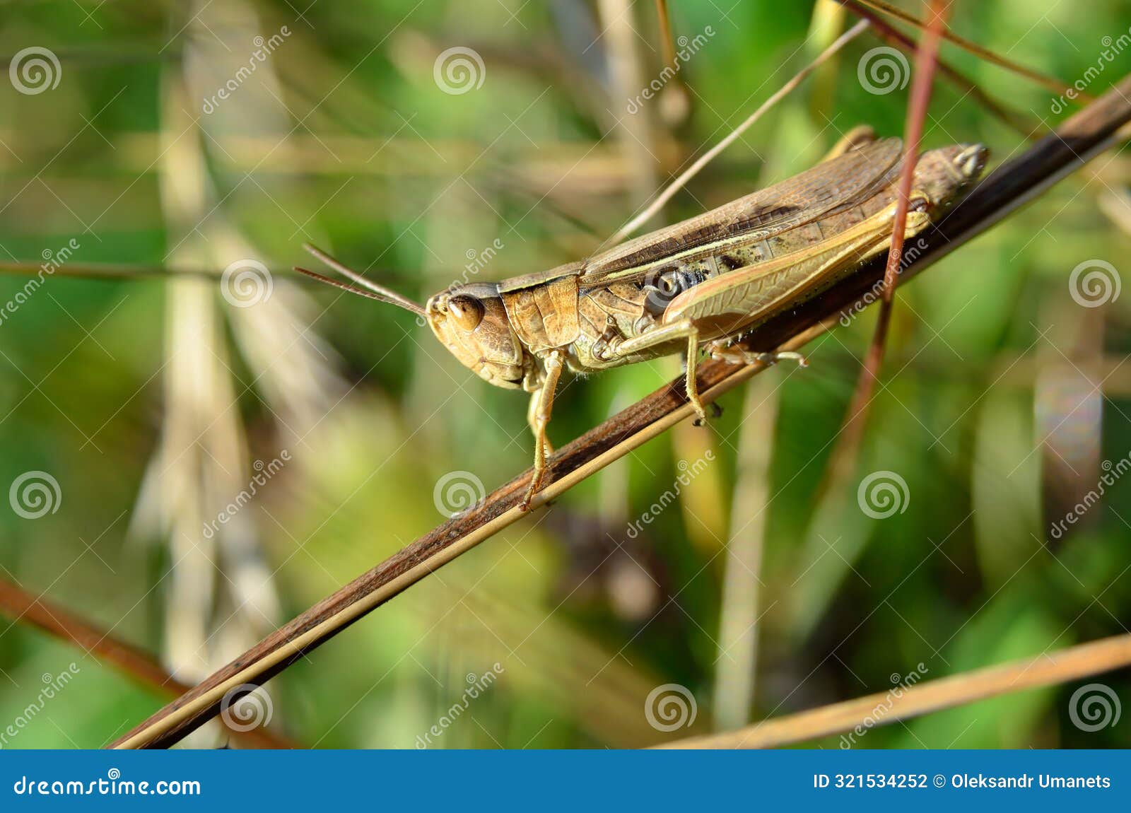 Grasshopper Sitting On The Window Sill. Insect In The Sun Beams Royalty ...