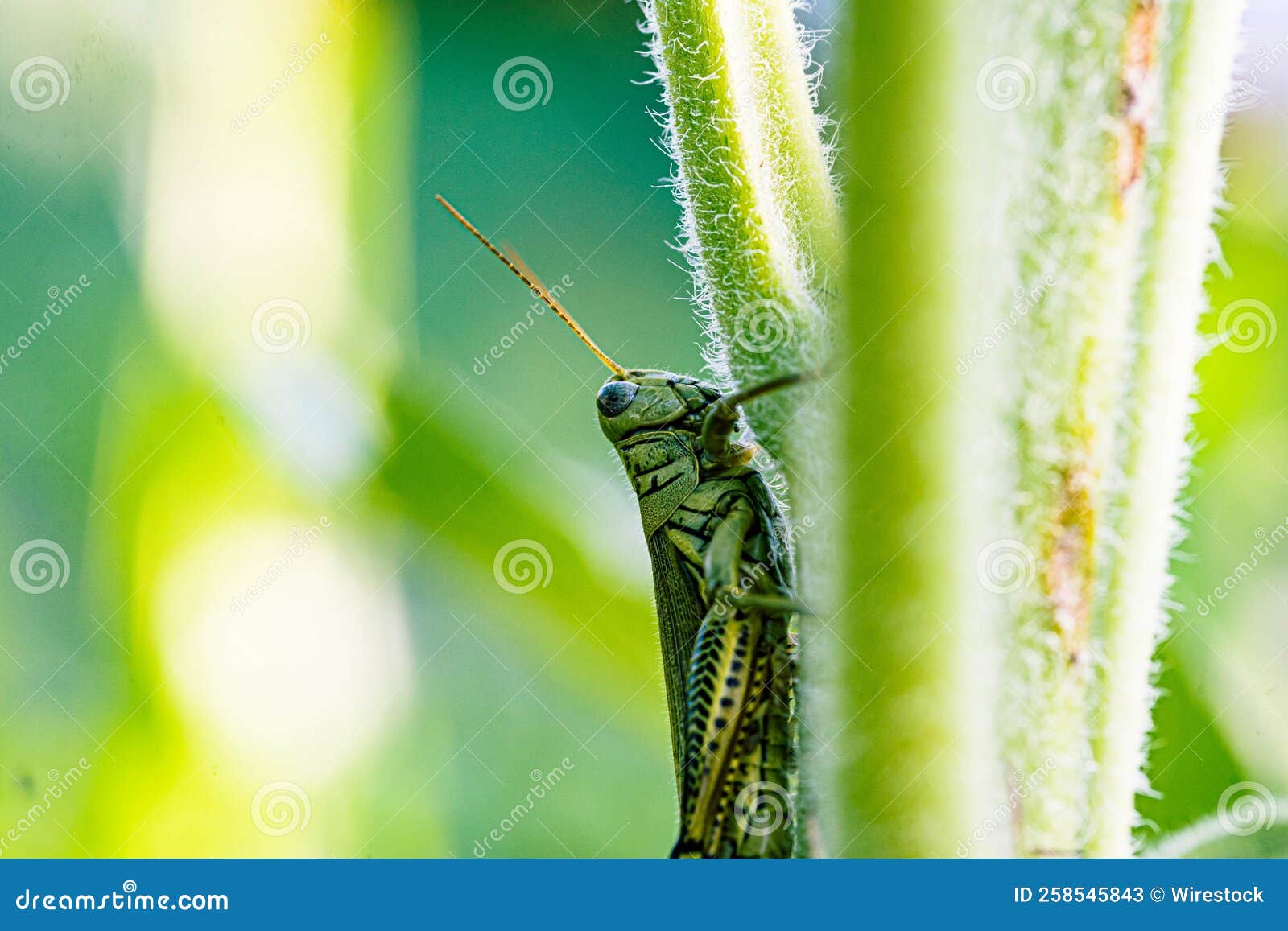Grasshopper Sitting on Sunflower Stem Stock Image - Image of plant ...