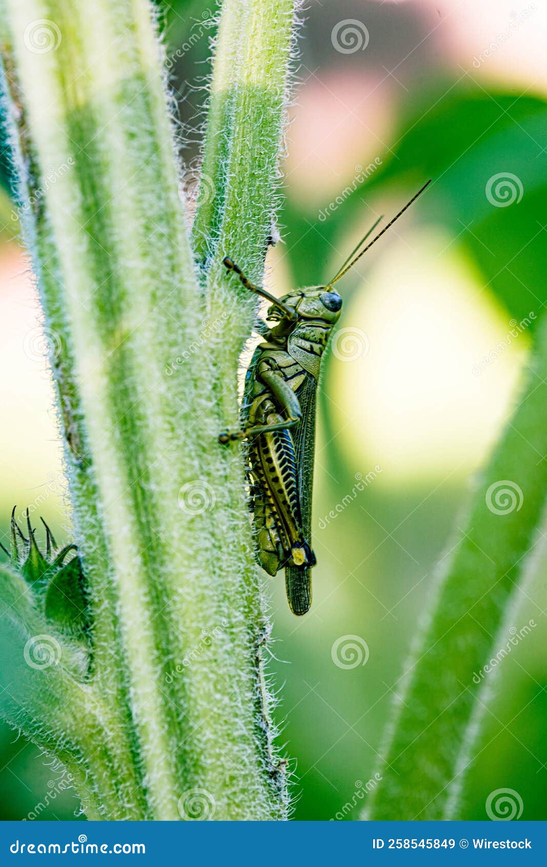Grasshopper Sitting on Sunflower Stem Stock Image - Image of animal ...