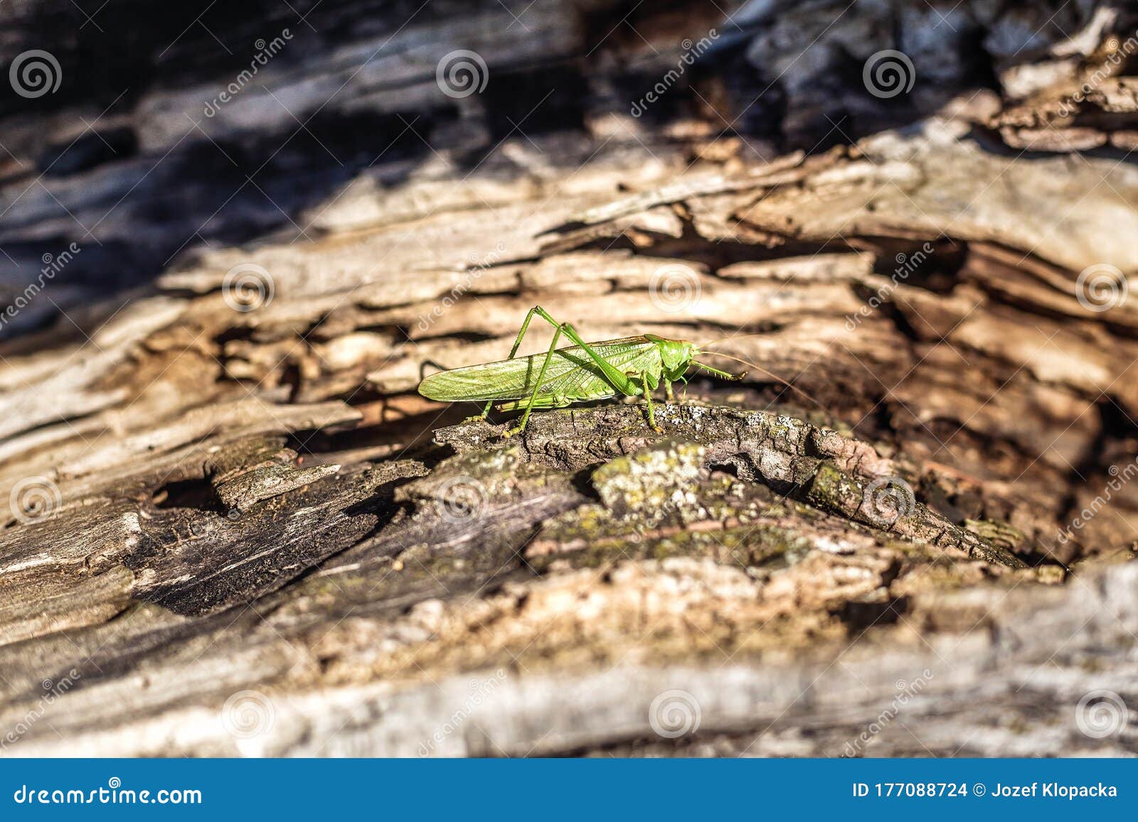 A Grasshopper is Sitting on a Tree. Green Grasshopper Stock Photo ...