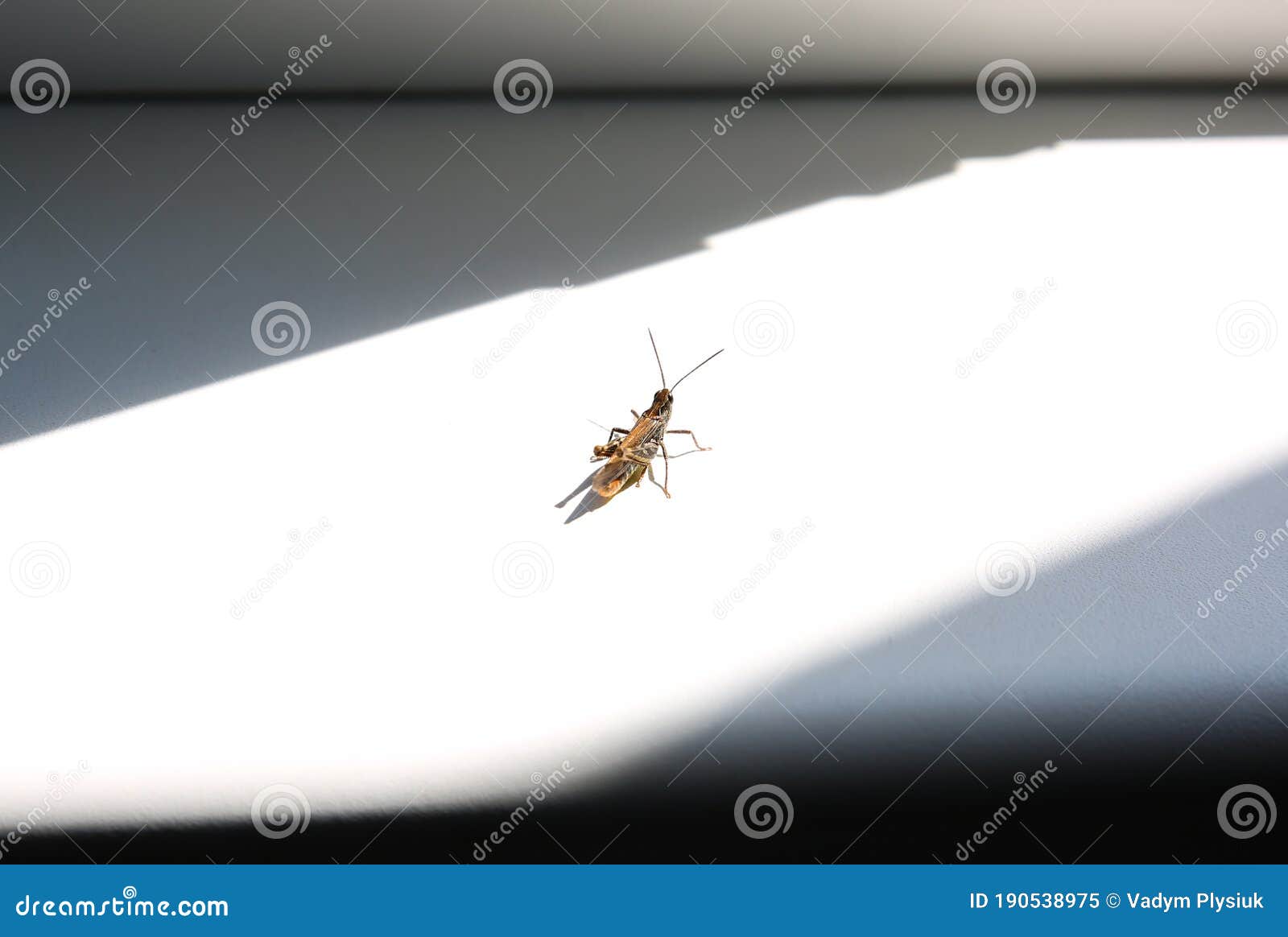 Grasshopper Sitting on the Window Sill. Insect in the Sun Beams Stock ...