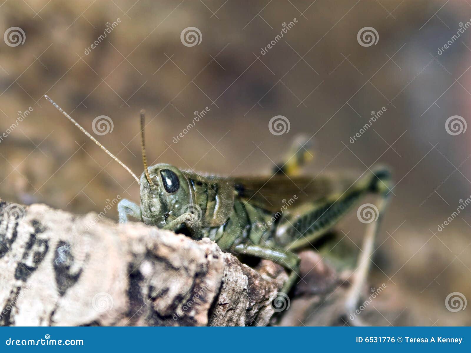 Grasshopper Sitting on Wood Stock Photo - Image of closeup, outdoors ...
