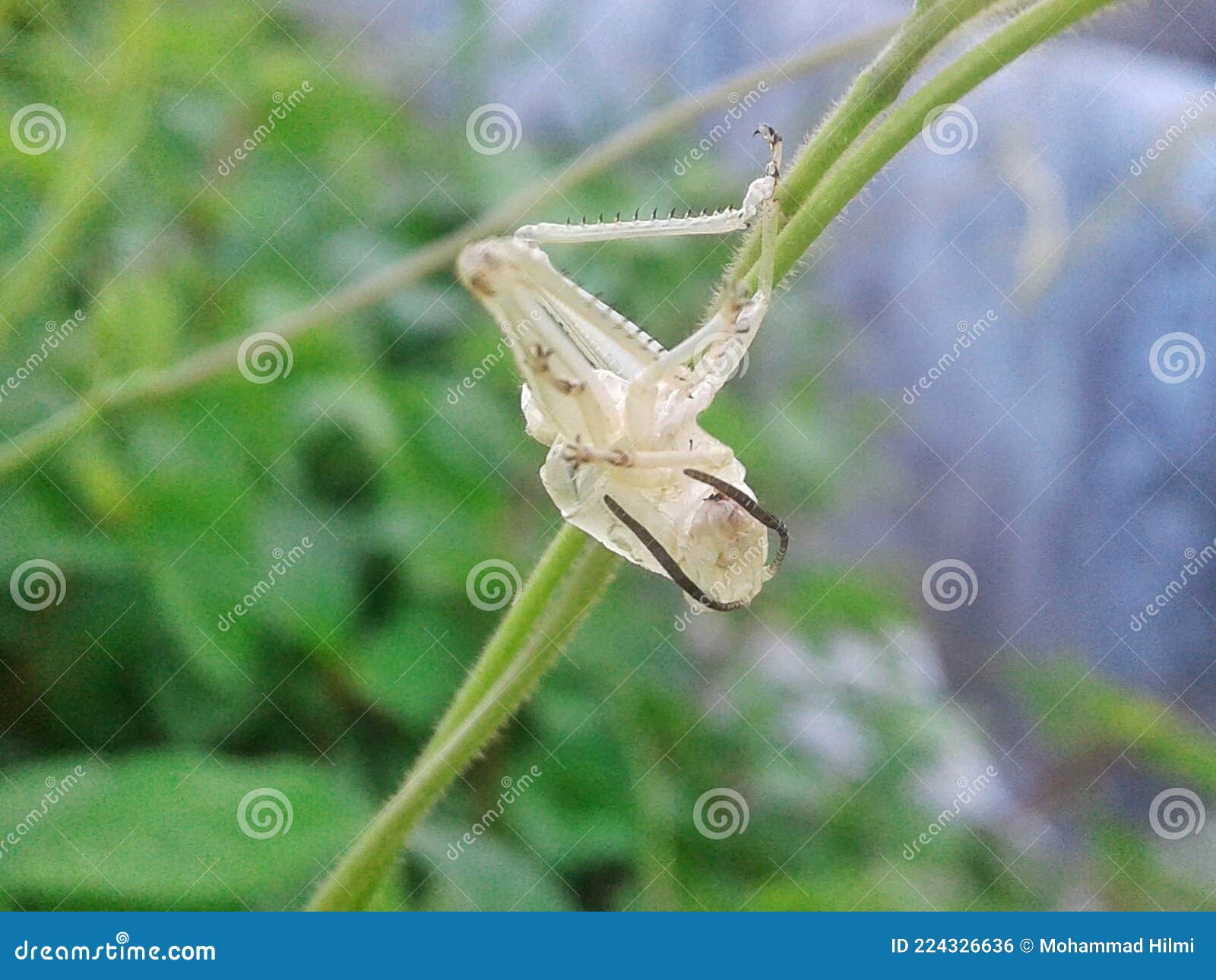 Grasshopper Skin after Molting Stock Photo - Image of animal, pest ...