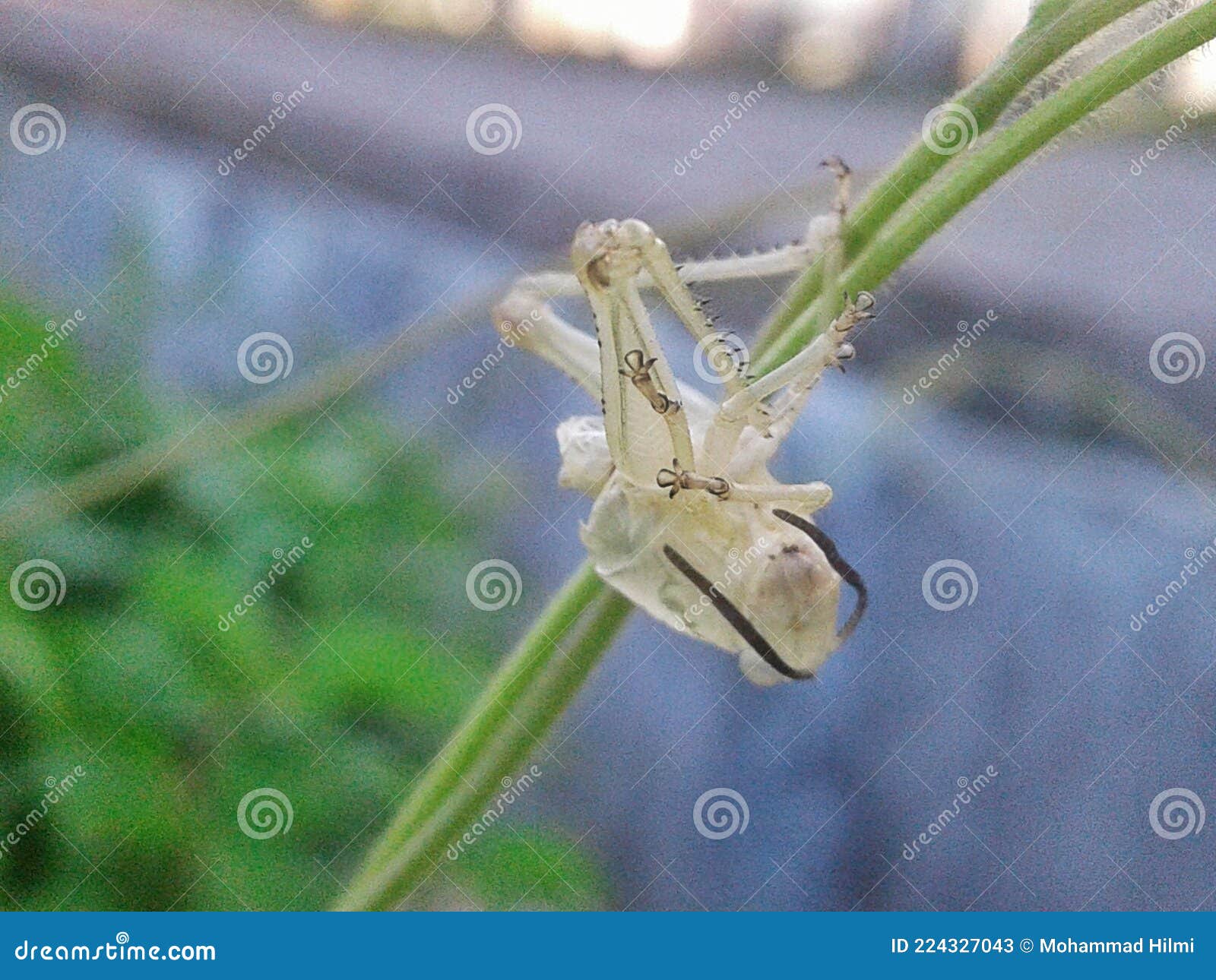 Grasshopper Skin after Molting Stock Image - Image of skin, dragonfly ...