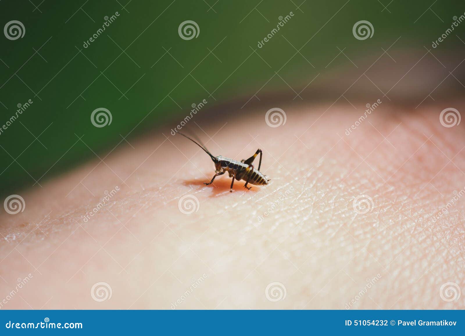 Grasshopper on skin stock photo. Image of macro, green - 51054232