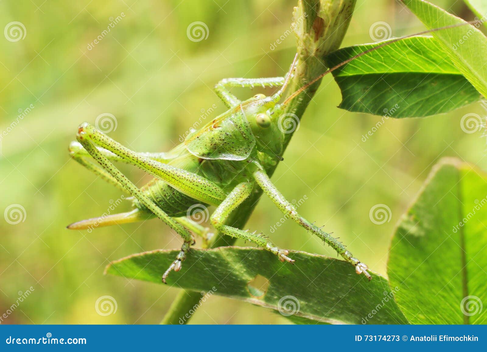 Grasshopper stock image. Image of spring, small, biology - 73174273