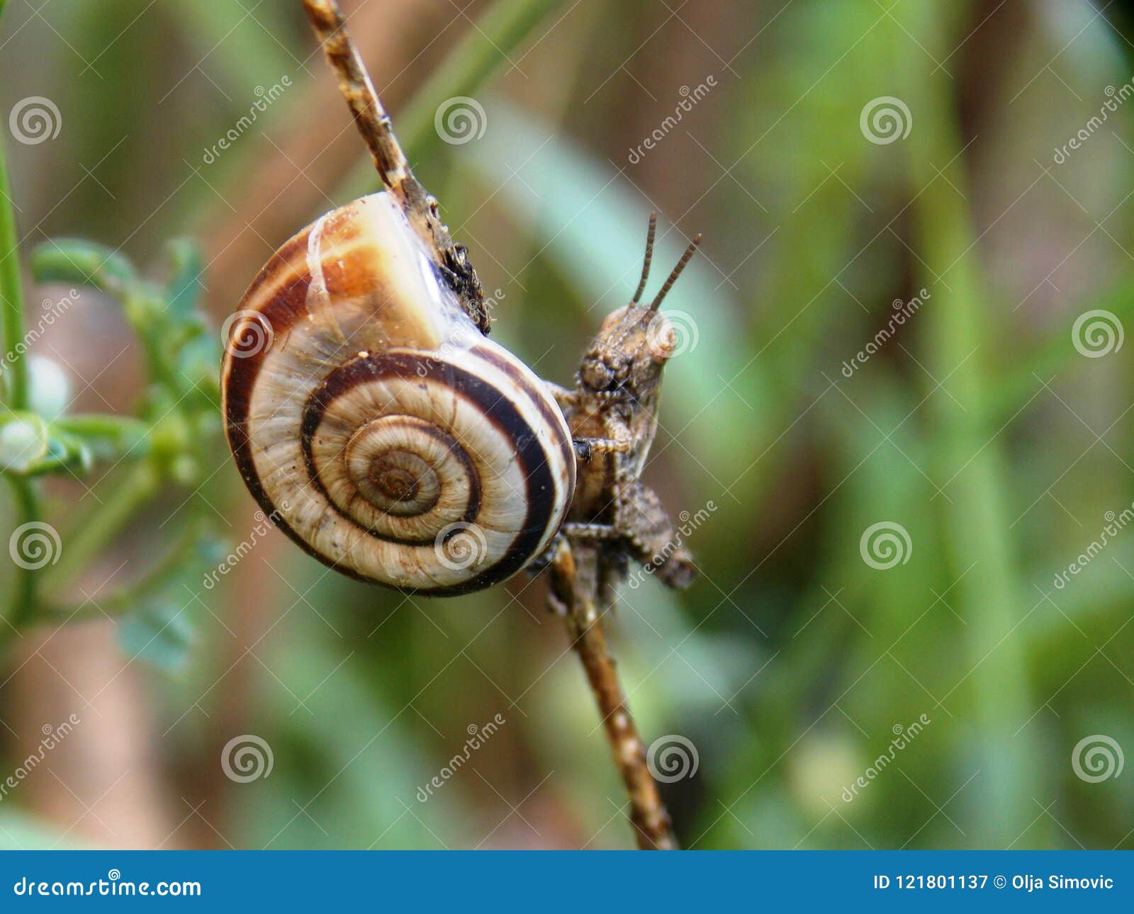 Grasshopper on the snail stock image. Image of green - 121801137