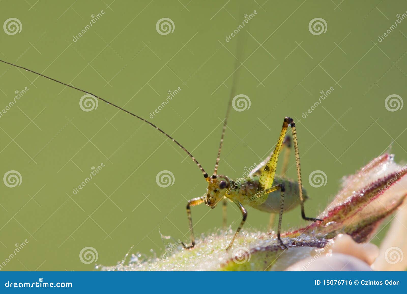 The grasshopper and snail stock photo. Image of wild - 15076716