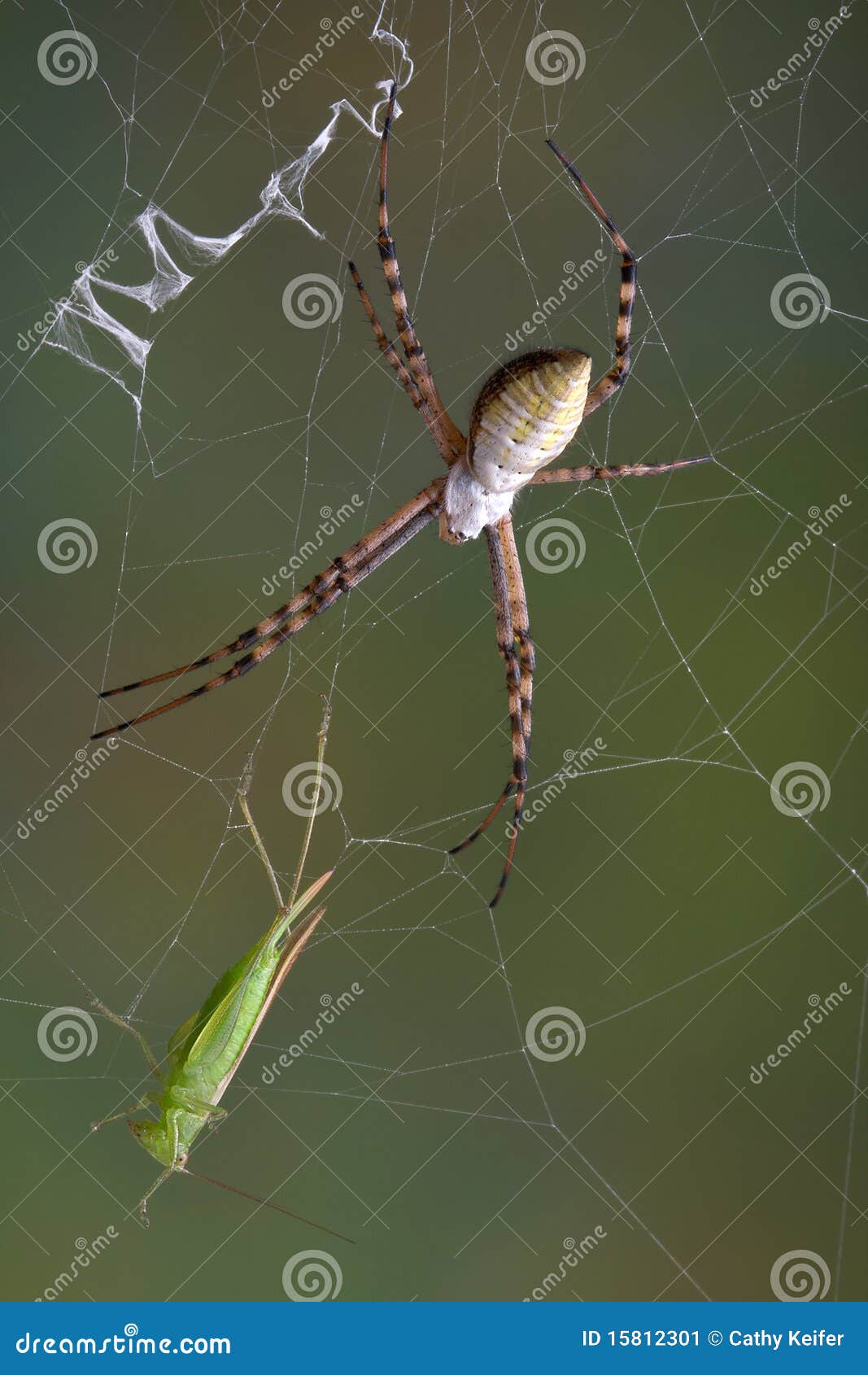 Grasshopper and Spider stock image. Image of crawling - 15812301