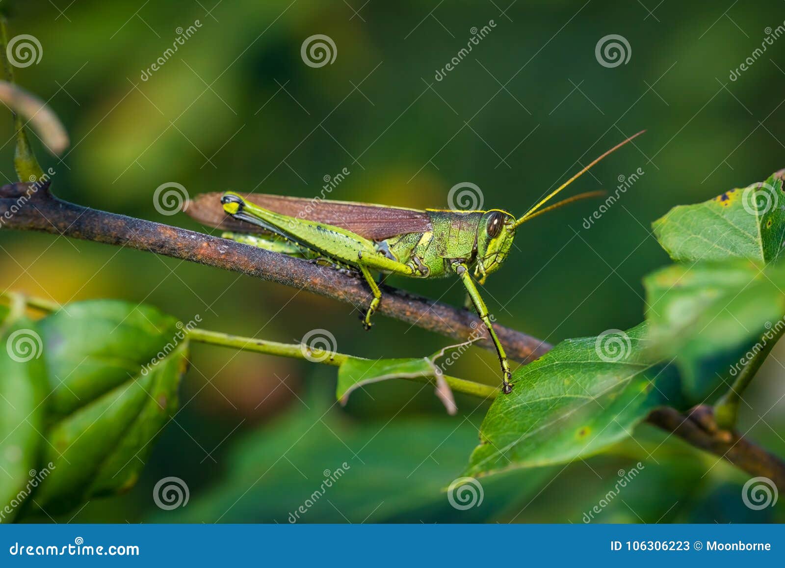 Grasshopper Standing stock image. Image of grasshopper - 106306223