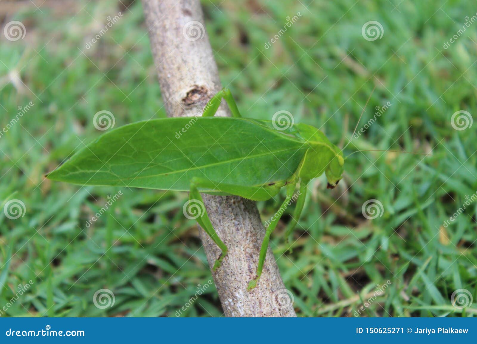 Grasshopper is Standing on the Branch Stock Image - Image of nature ...