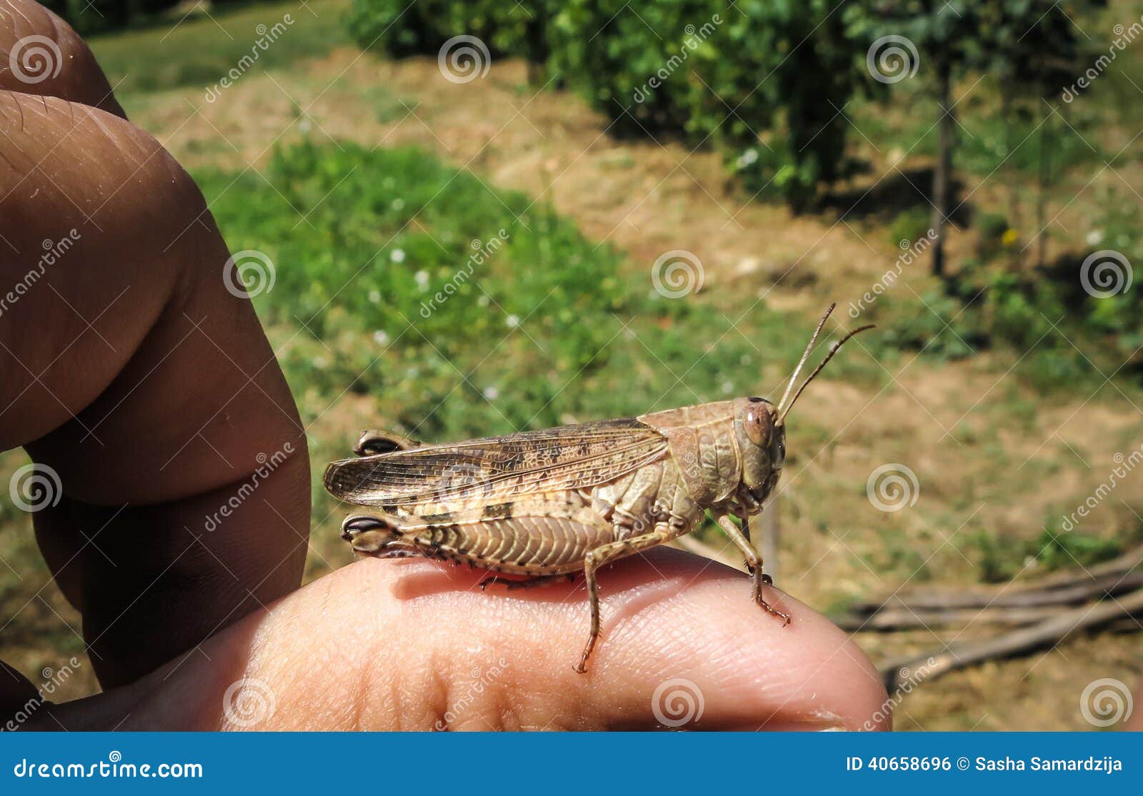 Grasshopper Standing on a Finger Stock Photo - Image of closeup, small ...