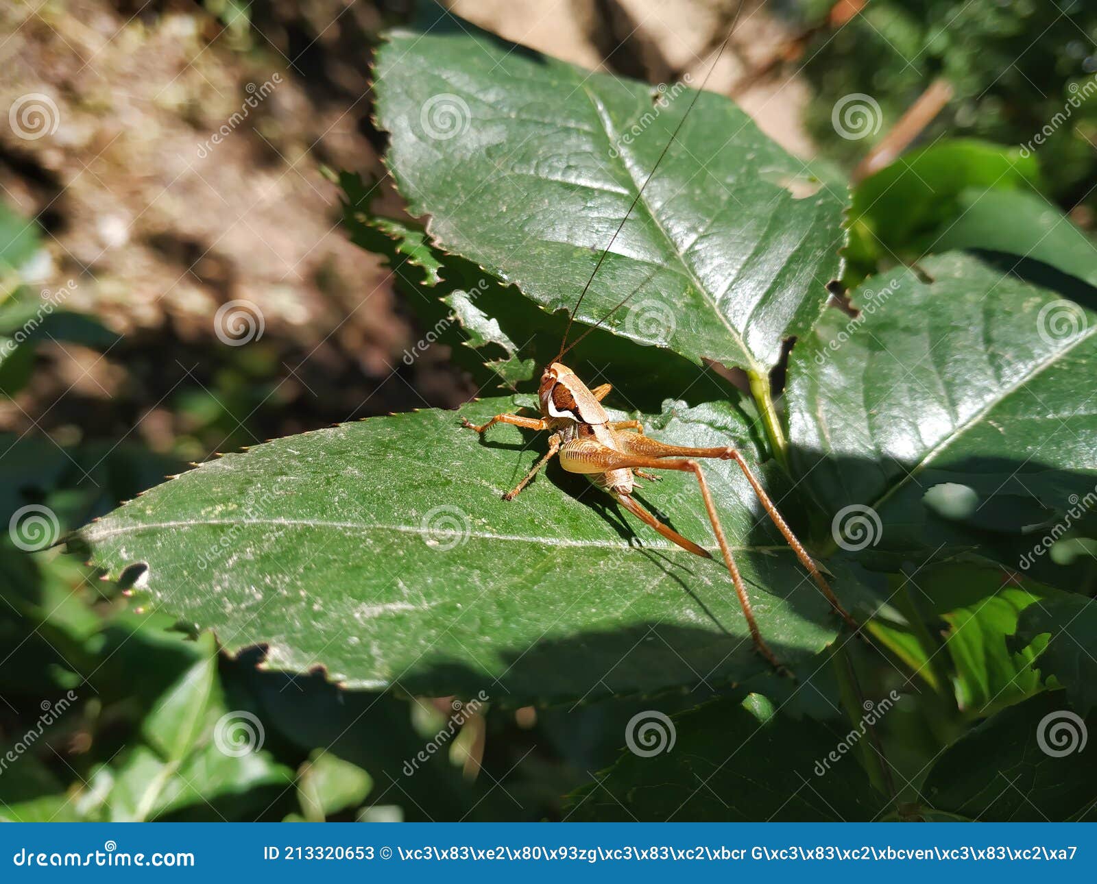 Grasshopper Standing on a Leaf Stock Image - Image of natural, hopper ...