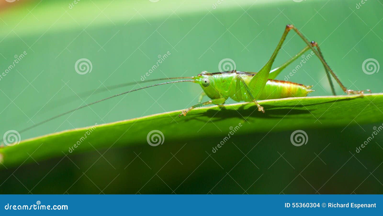 Grasshopper in the Sunlight Stock Photo - Image of hopper, profile ...