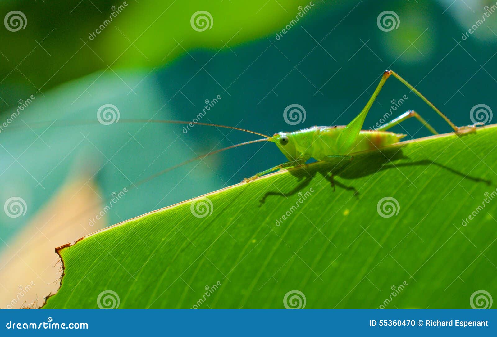 Grasshopper in the Sunlight Stock Photo - Image of side, wild: 55360470