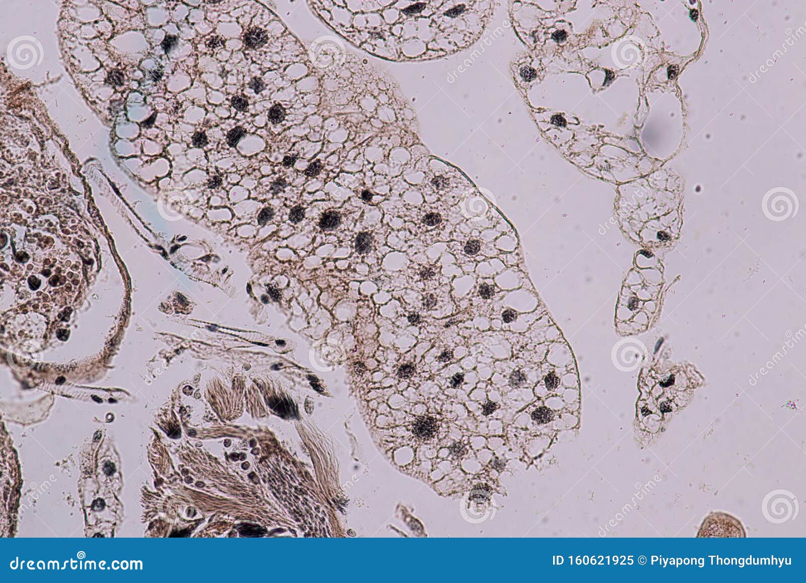 Meiosis In Grasshopper Testis Under The Light Microscope Royalty-Free ...