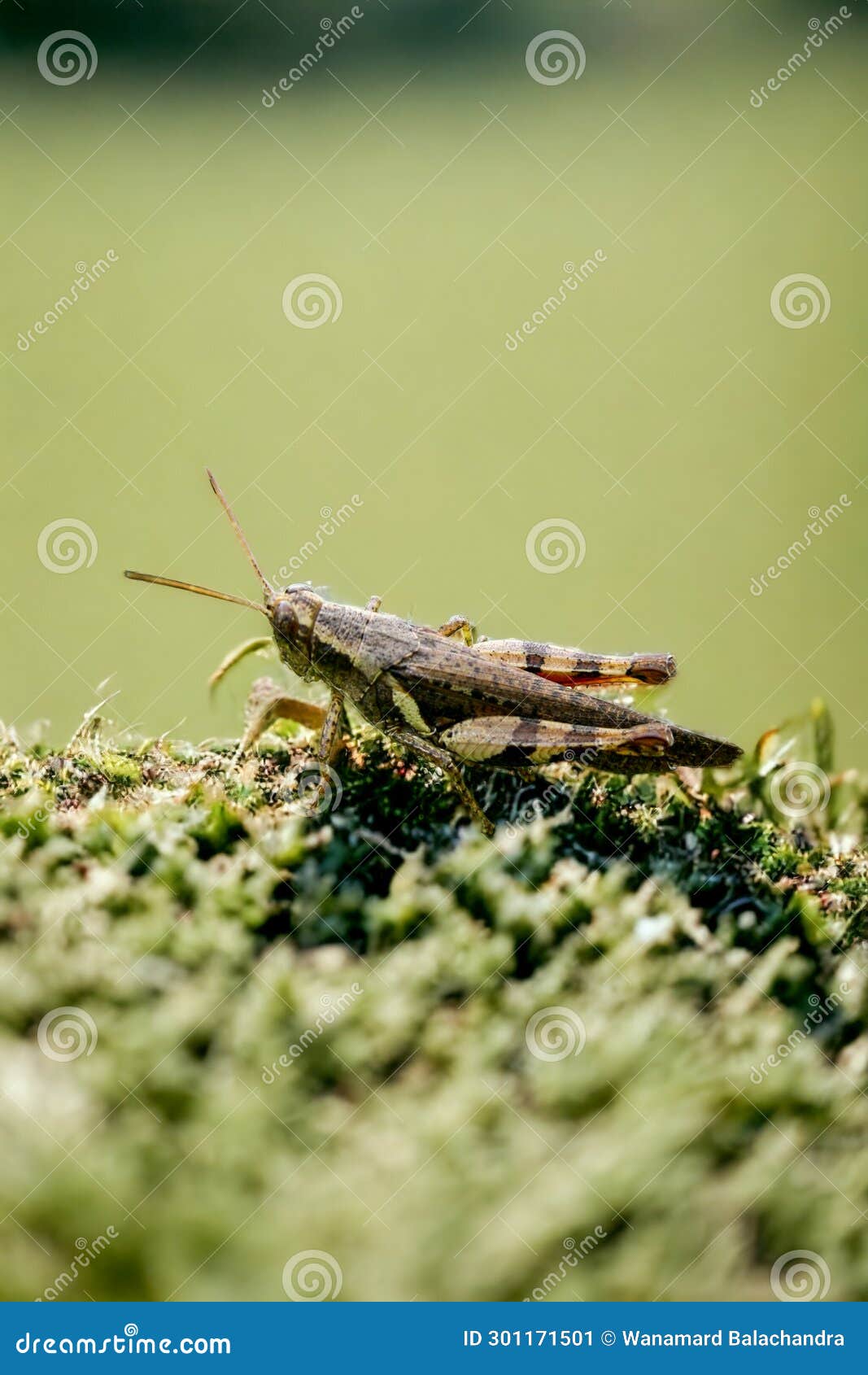 Grasshopper In The Field On The Grass Stock Image | CartoonDealer.com ...