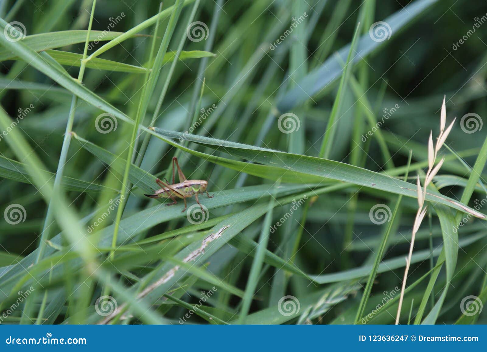 Grasshopper in the grass stock image. Image of northern - 123636247