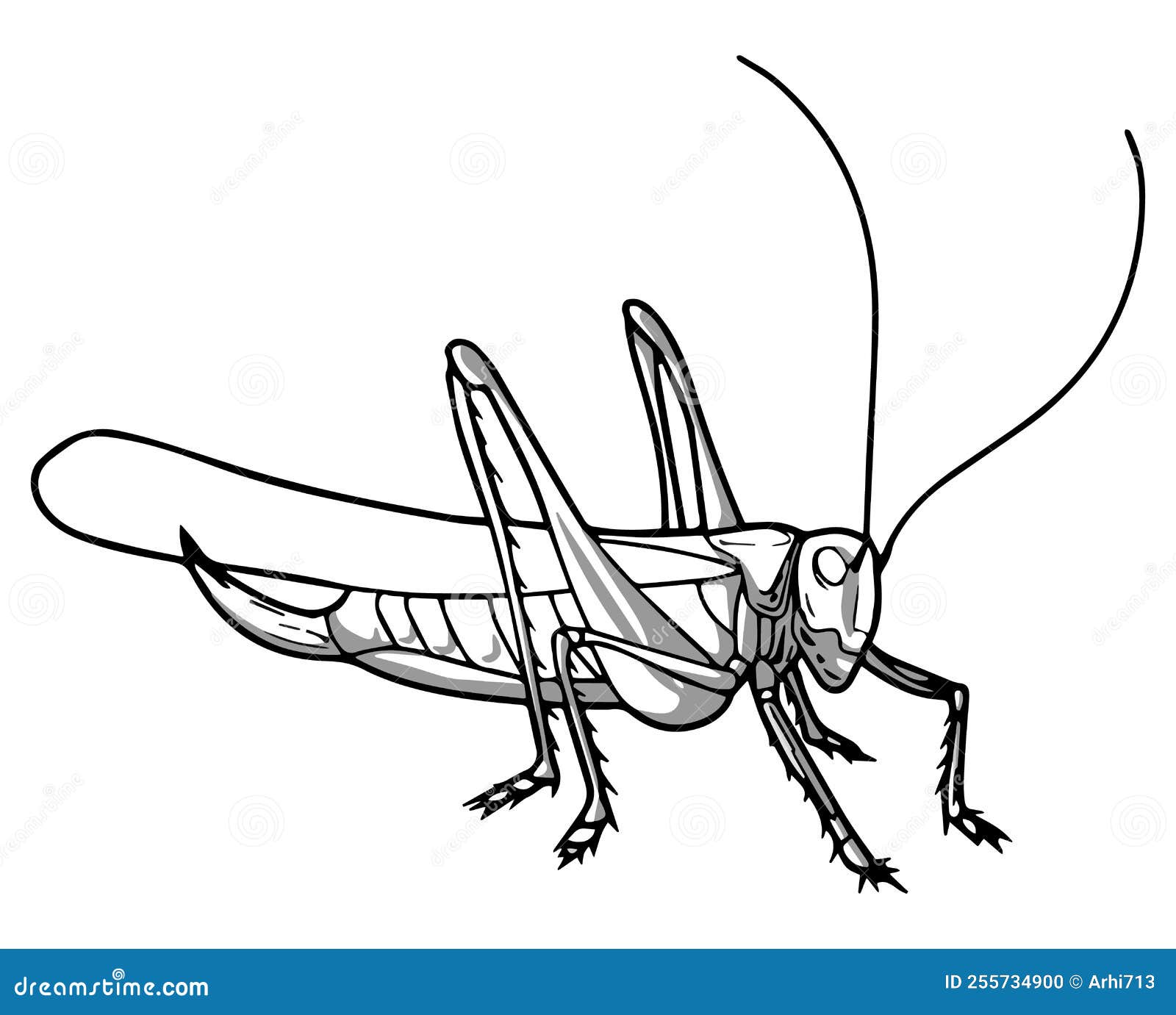 Grasshopper Three Vector Drawing. Black and White Stock Vector ...