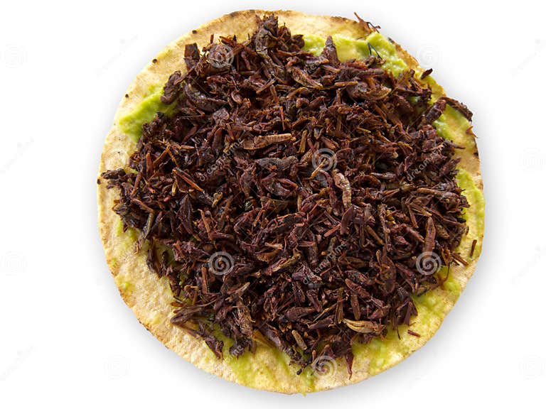 Grasshopper tostada stock image. Image of delicious, tasty - 18986197