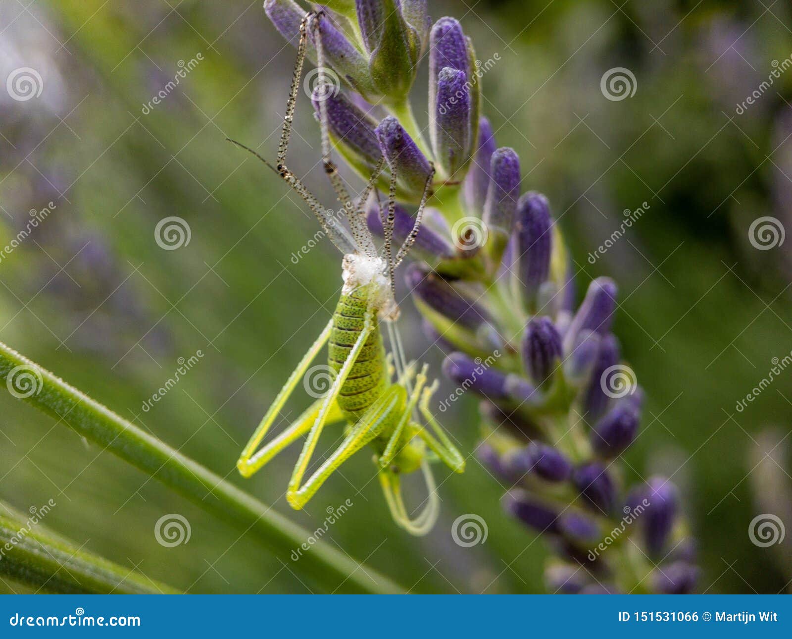 A Grasshopper in Transformation Stock Photo - Image of skin ...
