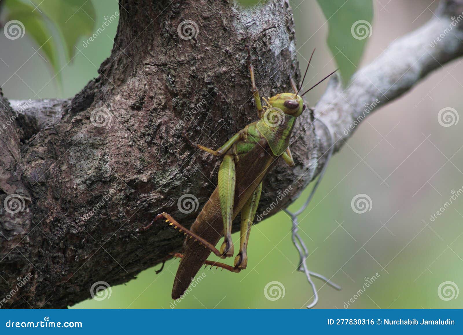 Grasshopper on a Tree Branch Stock Photo - Image of beautiful, tree ...