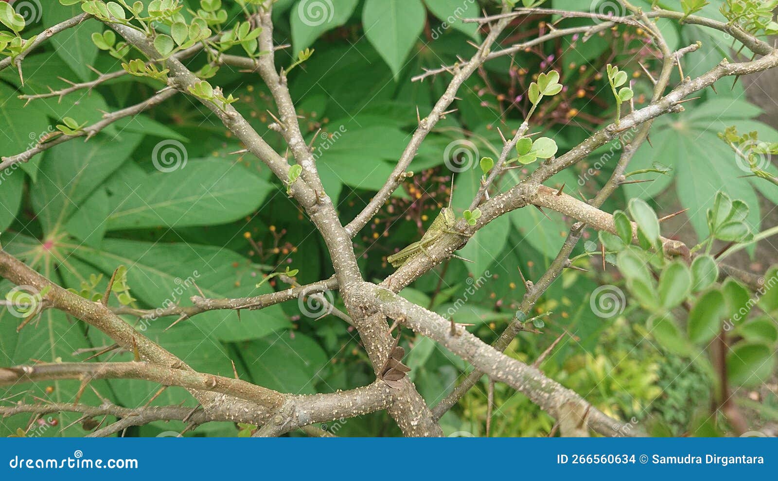 Grasshopper on a Tree Branch Stock Photo - Image of green, twig: 266560634