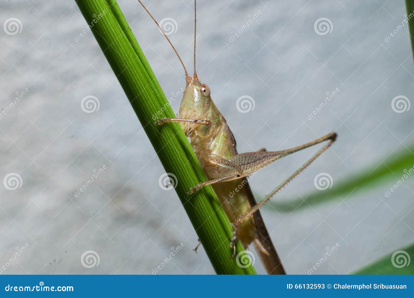 Grasshopper in tree stock image. Image of invertebrate - 66132593