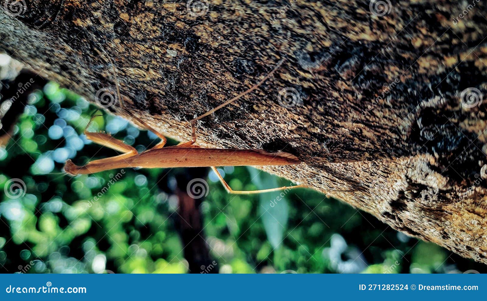 Grasshopper stock photo. Image of nature, soil, green - 271282524