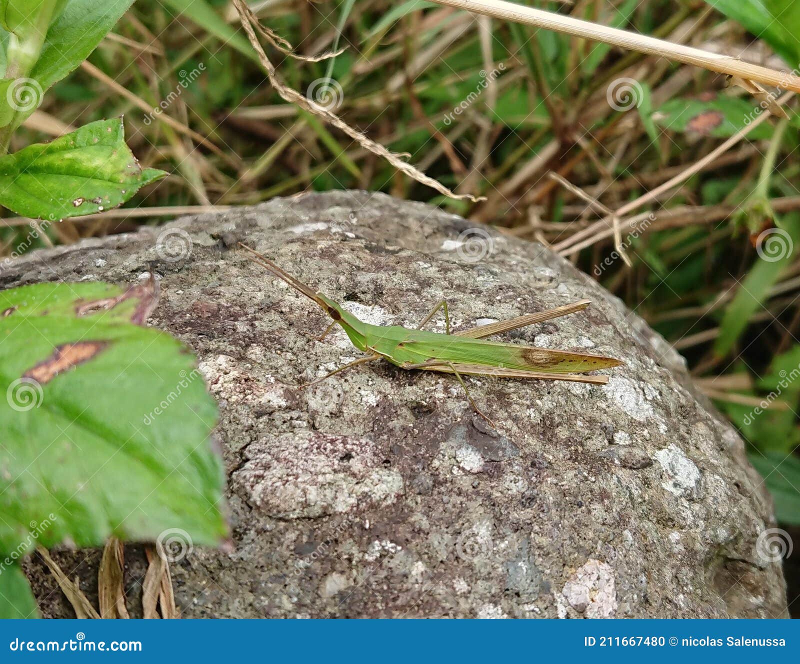 Grasshopper a Type of Tropical Insect in the Rainy Season Stock Photo ...