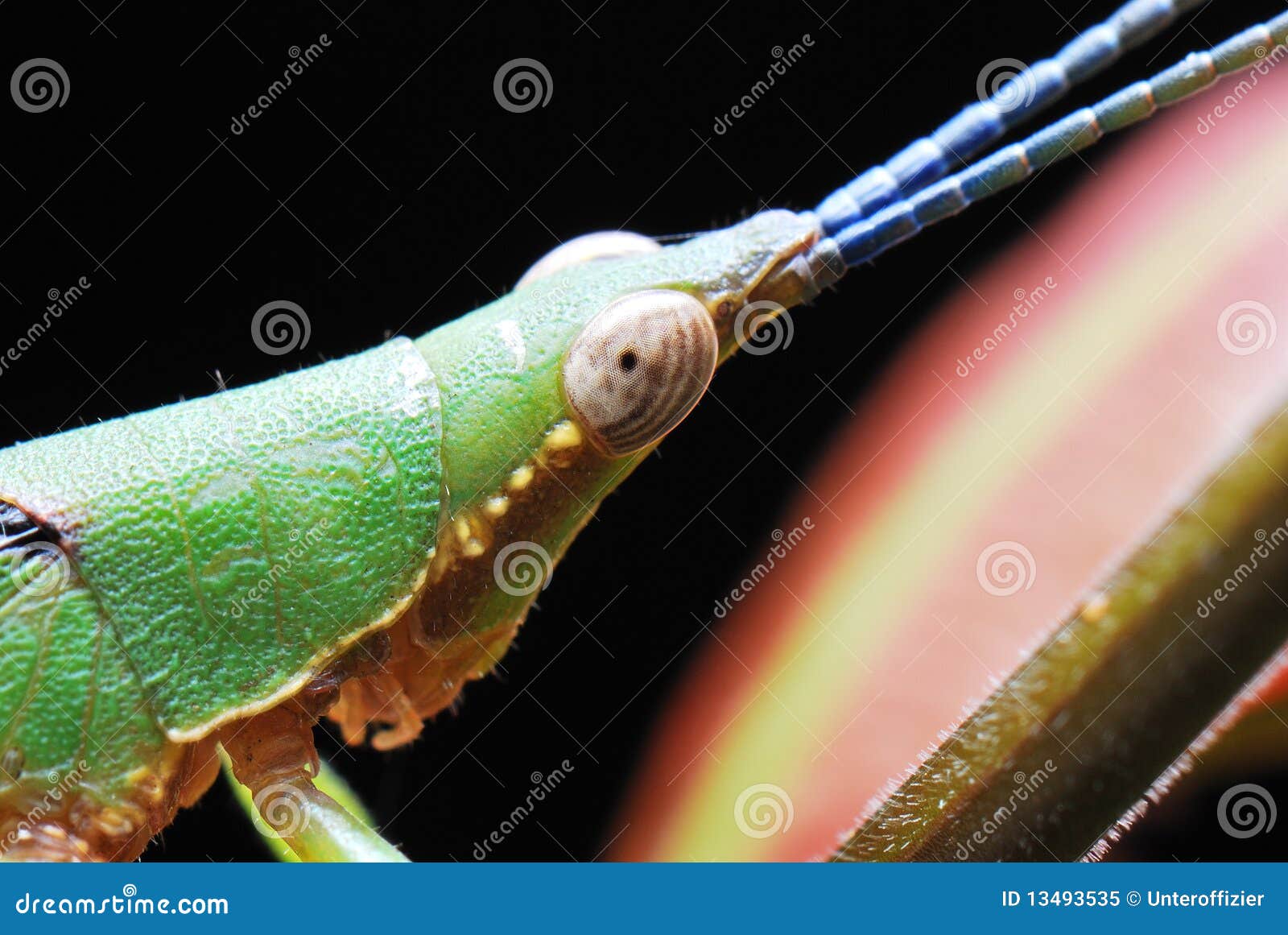 Grasshopper Up Close stock image. Image of green, details - 13493535