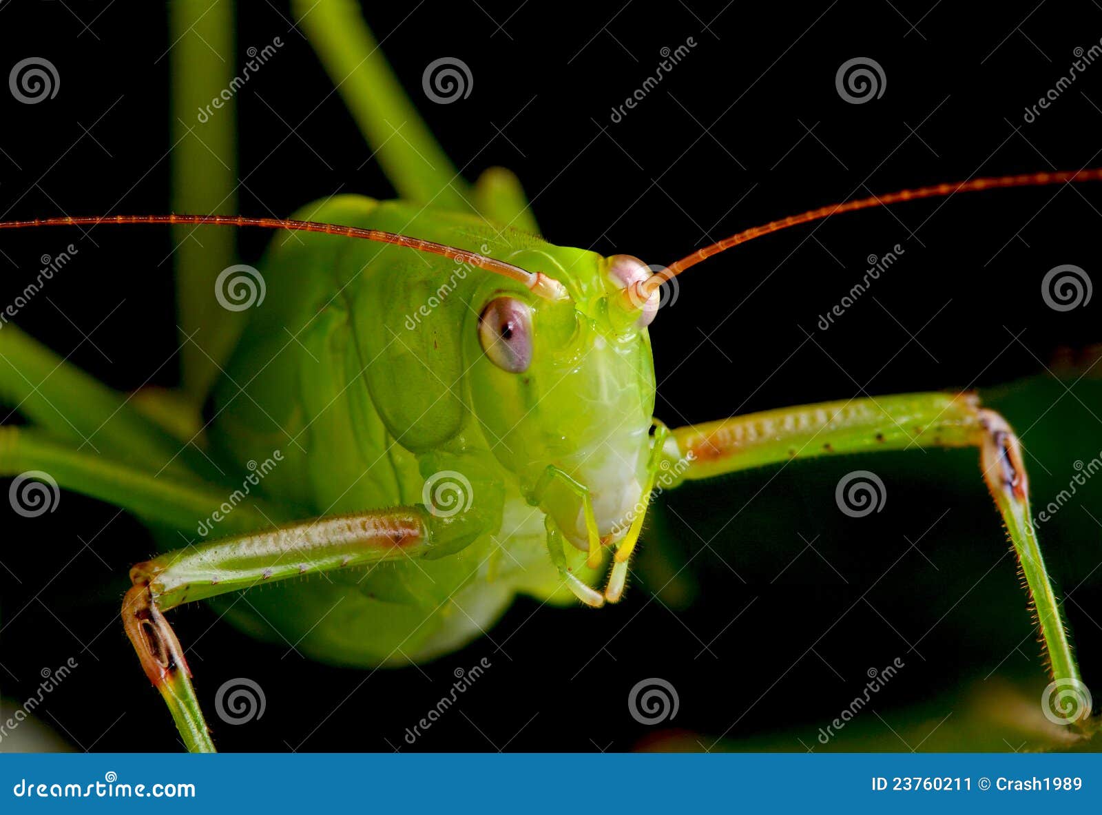 Grasshopper Up Close stock image. Image of eyes, forest - 23760211