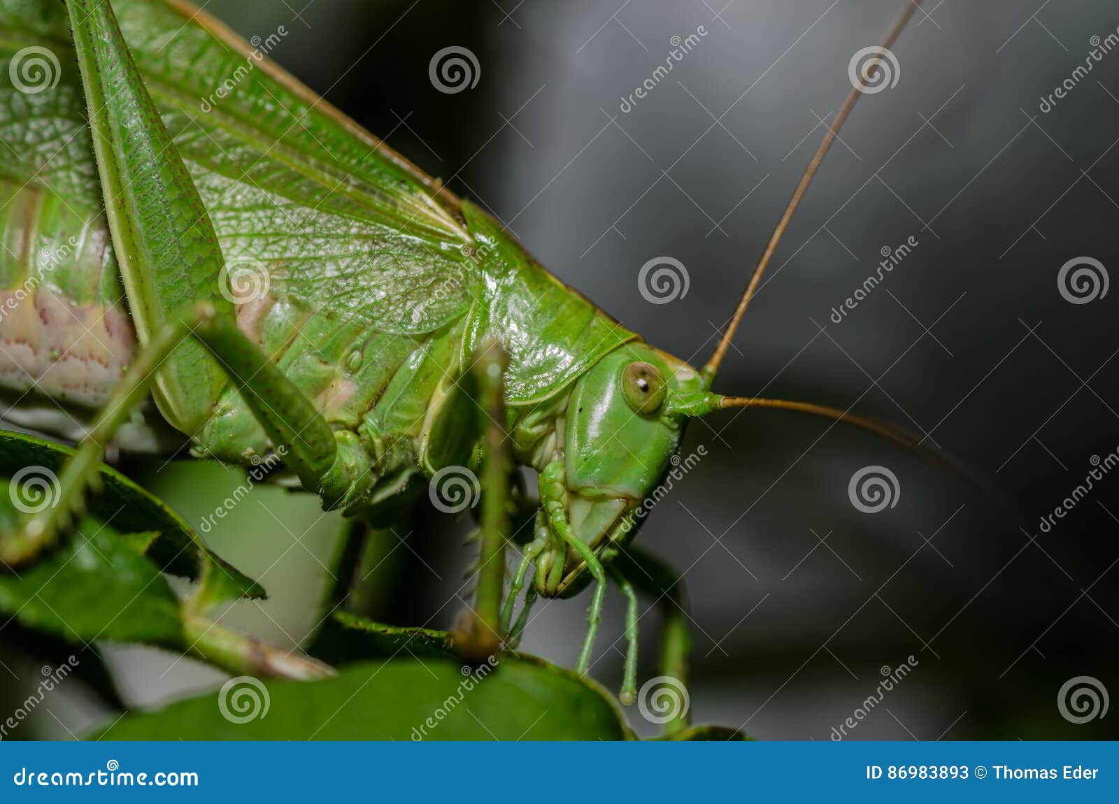 Grasshopper view stock image. Image of beauty, nature - 86983893