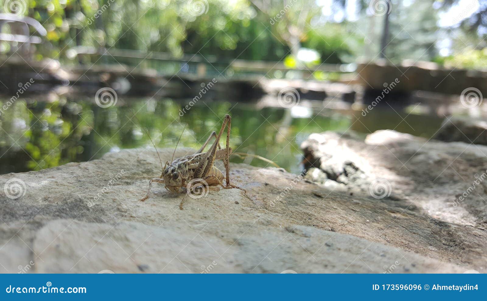 Grasshopper is Waiting by the Pool. Stock Photo - Image of grasshopper ...