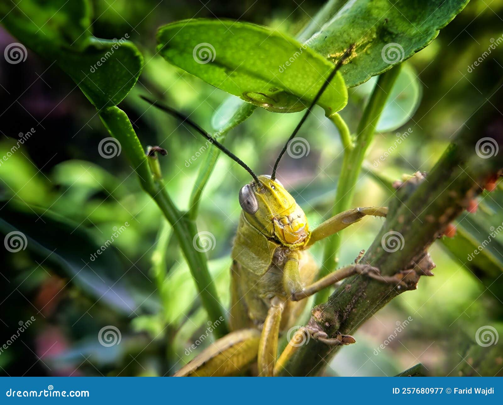 A Grasshopper is Walking on a Branch Stock Image - Image of branch ...