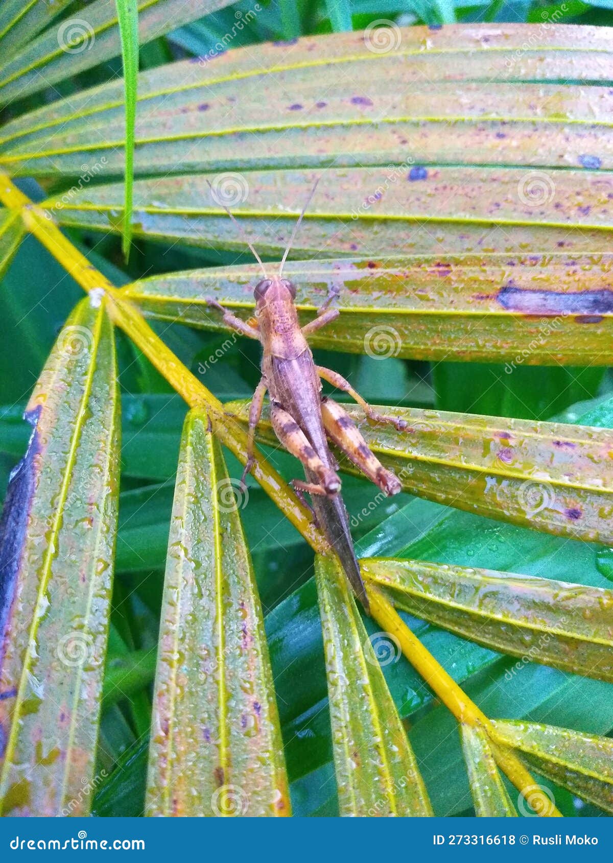 Grasshopper Walking the Leaf after Rain Stock Photo - Image of yellow ...