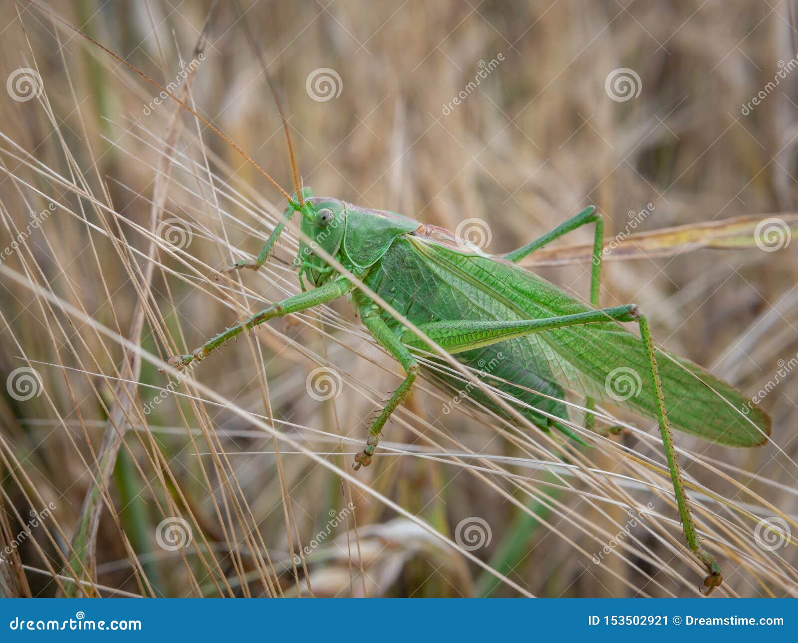 Grasshopper on a Wheat Field Stock Image - Image of insect, macro ...