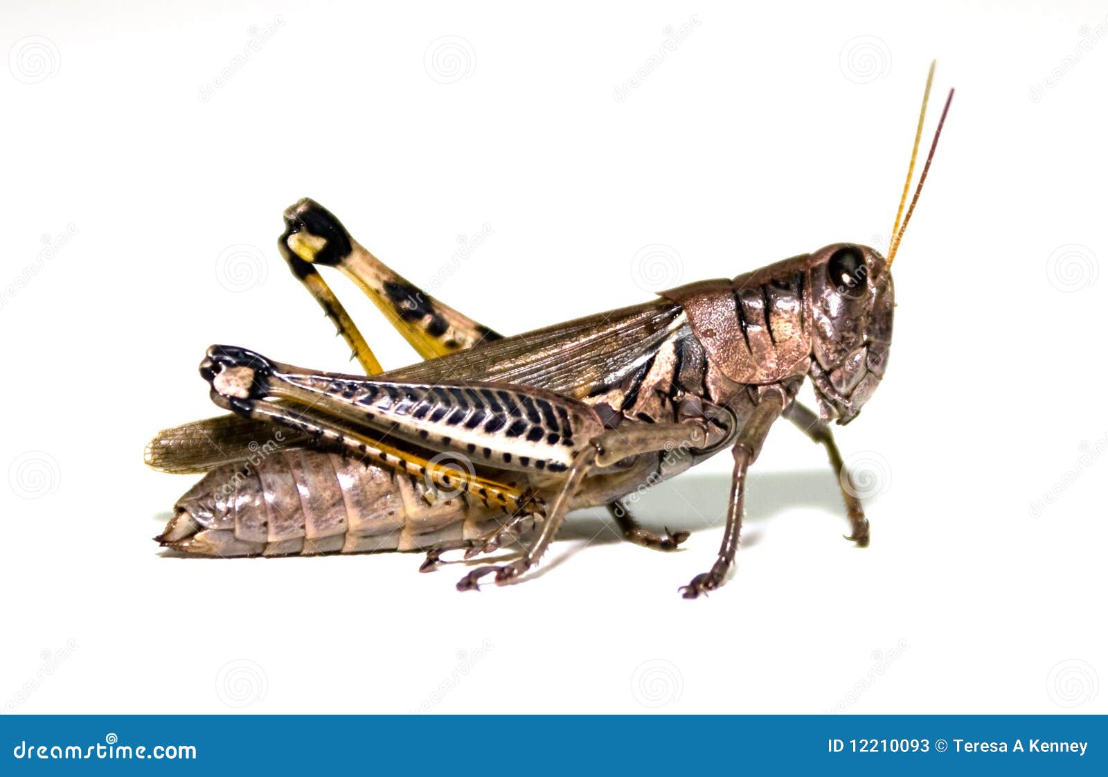 Grasshopper on White stock image. Image of isolated, grey - 12210093
