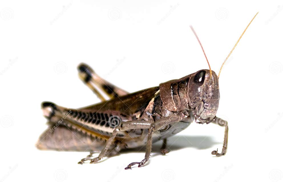 Grasshopper on White stock photo. Image of colored, wildlife - 12210094