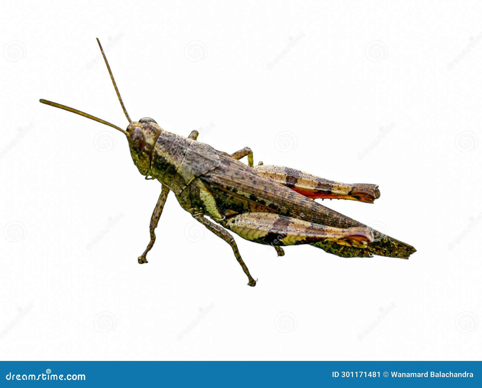 A Grasshopper on a White Background. Stock Image - Image of amphibian ...