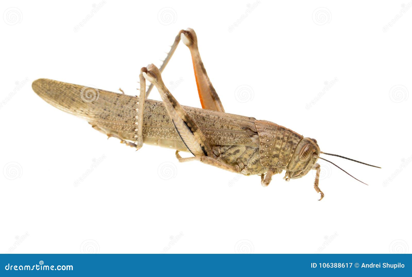 Grasshopper on a White Background Stock Image - Image of animal ...