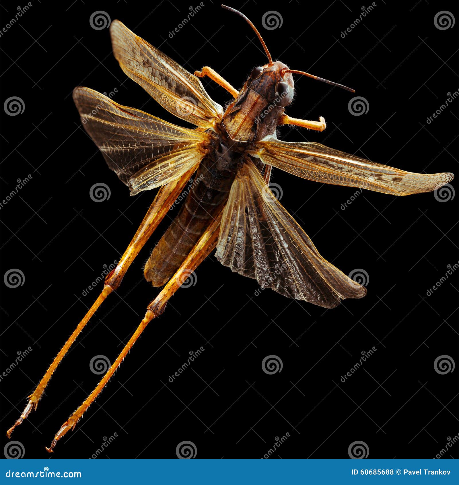 Grasshopper Wings stock photo. Image of insect, isolated - 60685688