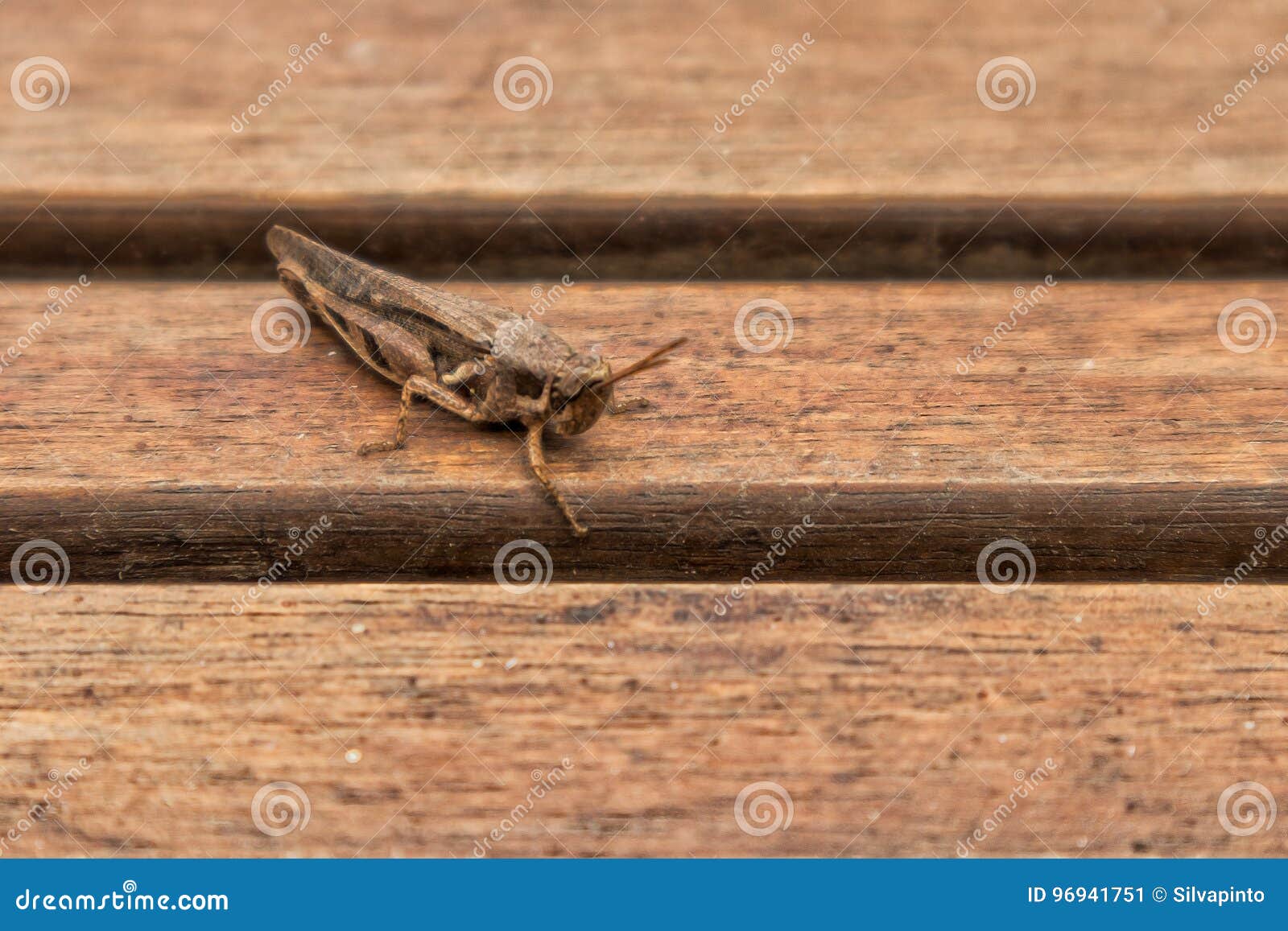 Grasshopper on Wooden Board Stock Image - Image of color, nature: 96941751