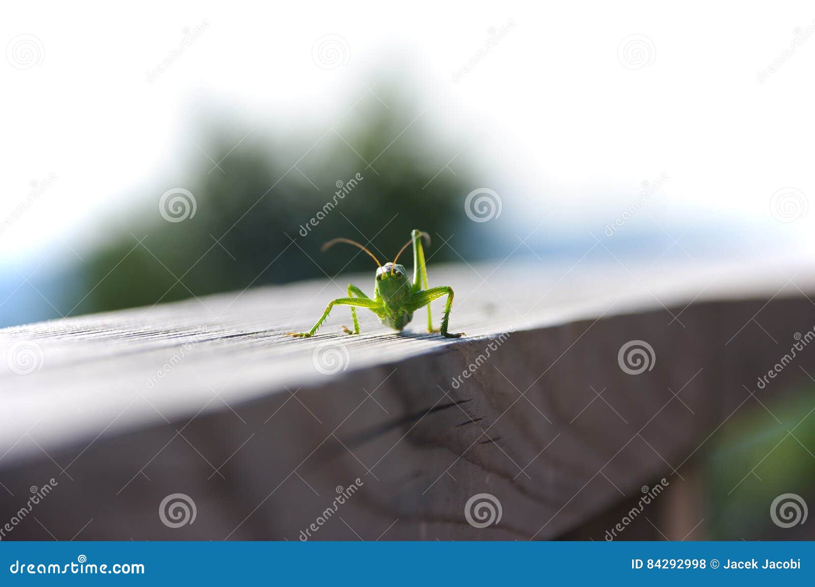 Grasshopper on a Wooden Railing Stock Photo - Image of animal, wood ...