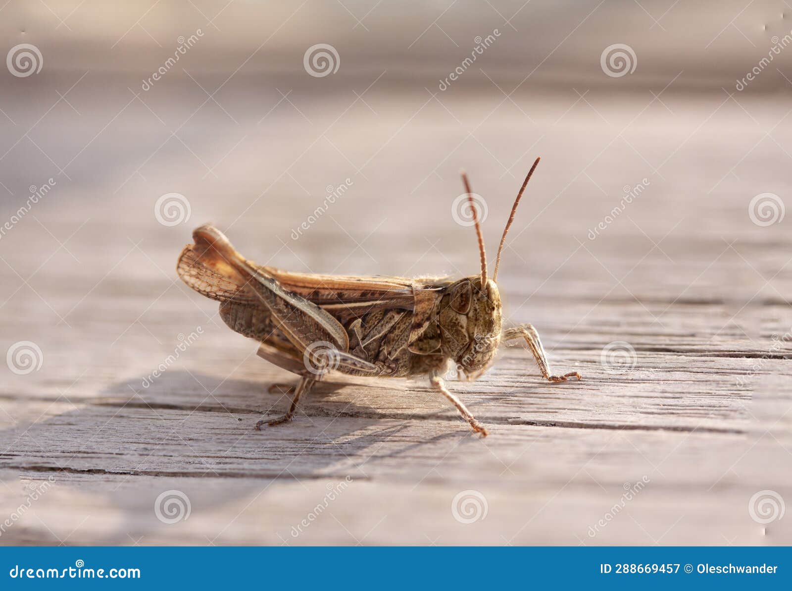 Grasshopper on Wooden Surface. Stock Image - Image of nature, fauna ...