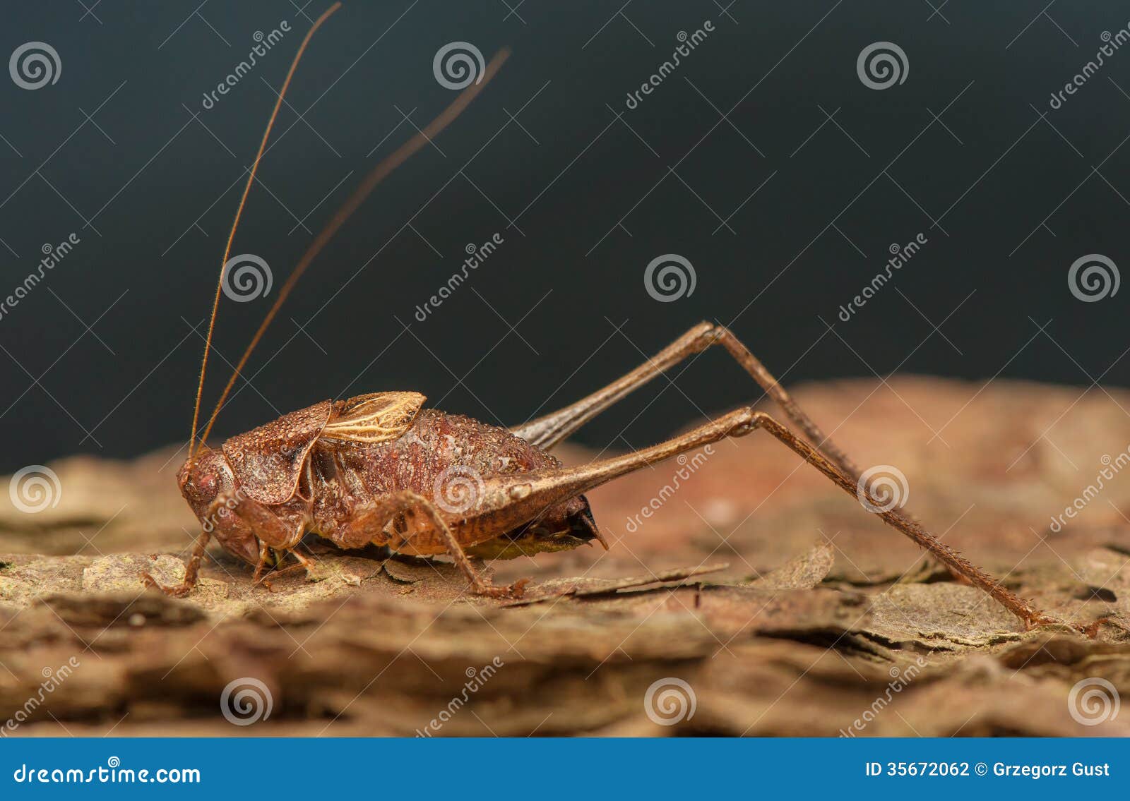 Grasshopper stock photo. Image of beauty, insect, closeup - 35672062