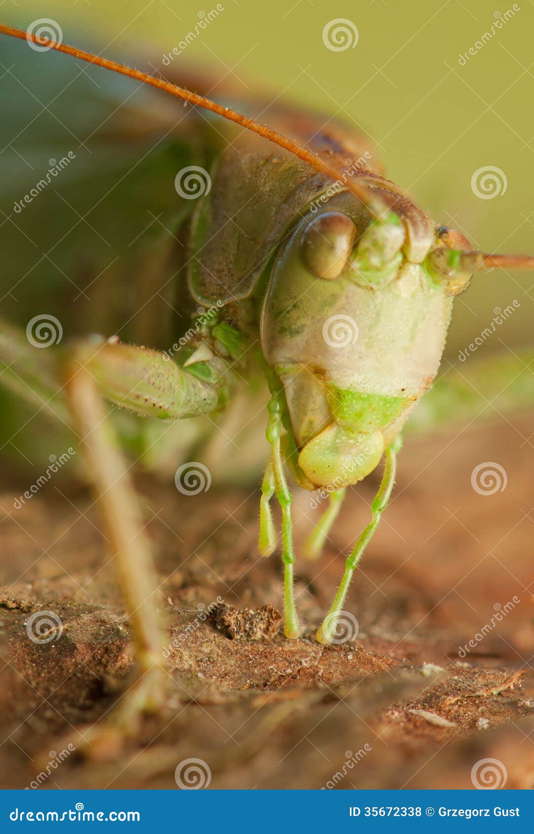 Grasshopper stock photo. Image of animal, invertebrate - 35672338